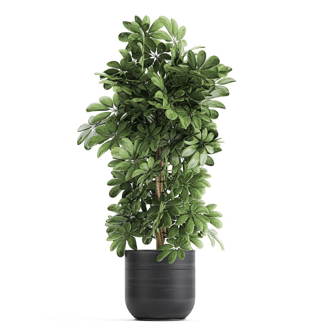 A Collection of Beautiful Little Plants in Black Scheffler P - 3D Model ...