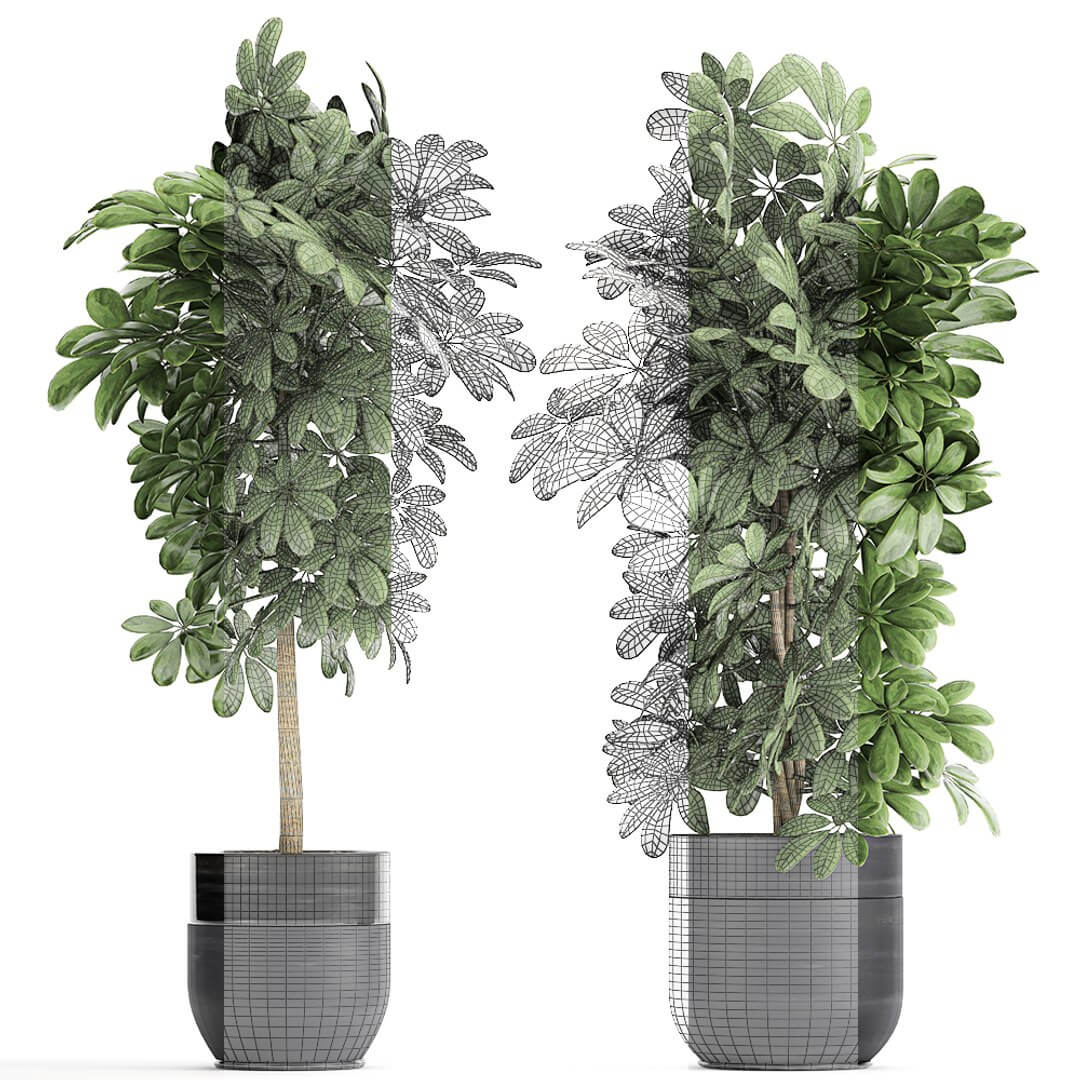 A Collection of Beautiful Little Plants in Black Scheffler P - 3D Model ...