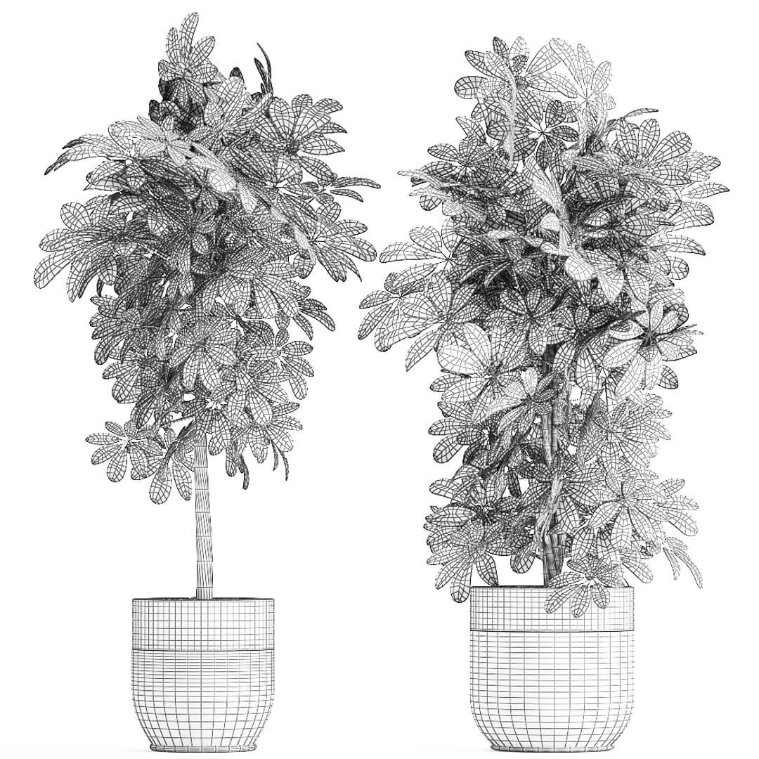 A Collection of Beautiful Little Plants in Black Scheffler P - 3D Model ...