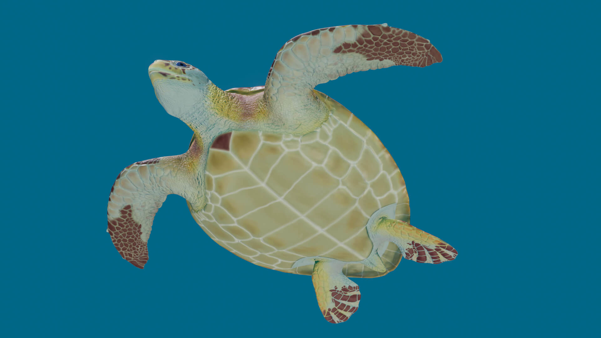 Sea Turtle - 3D Model by Mixiy