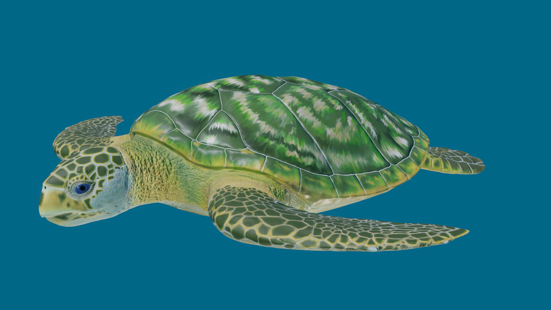 Sea Turtle - 3D Model by Mixiy