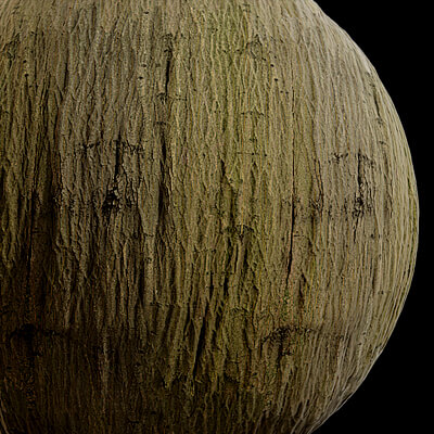 Tree Bark 007 PBR Texture by Radju