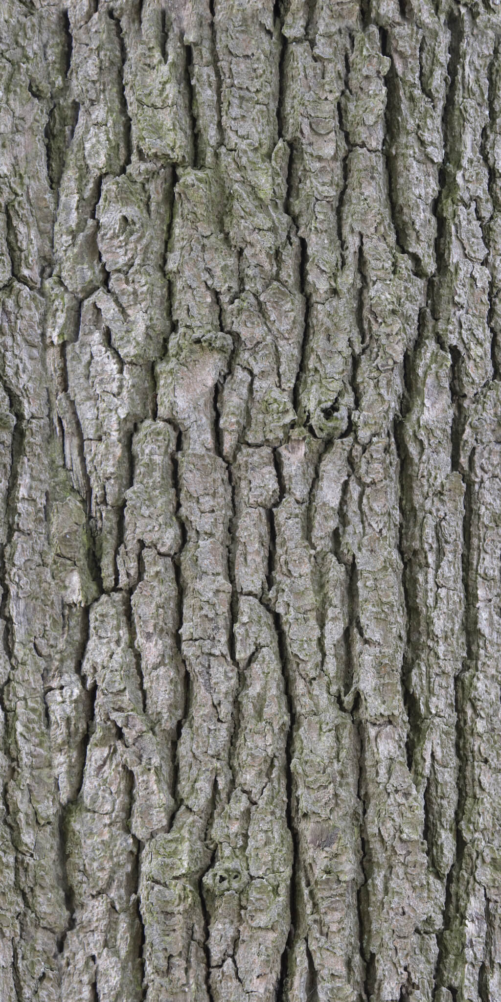 Bark Seamless Texture Patterns 2K (2048*2048) by model789