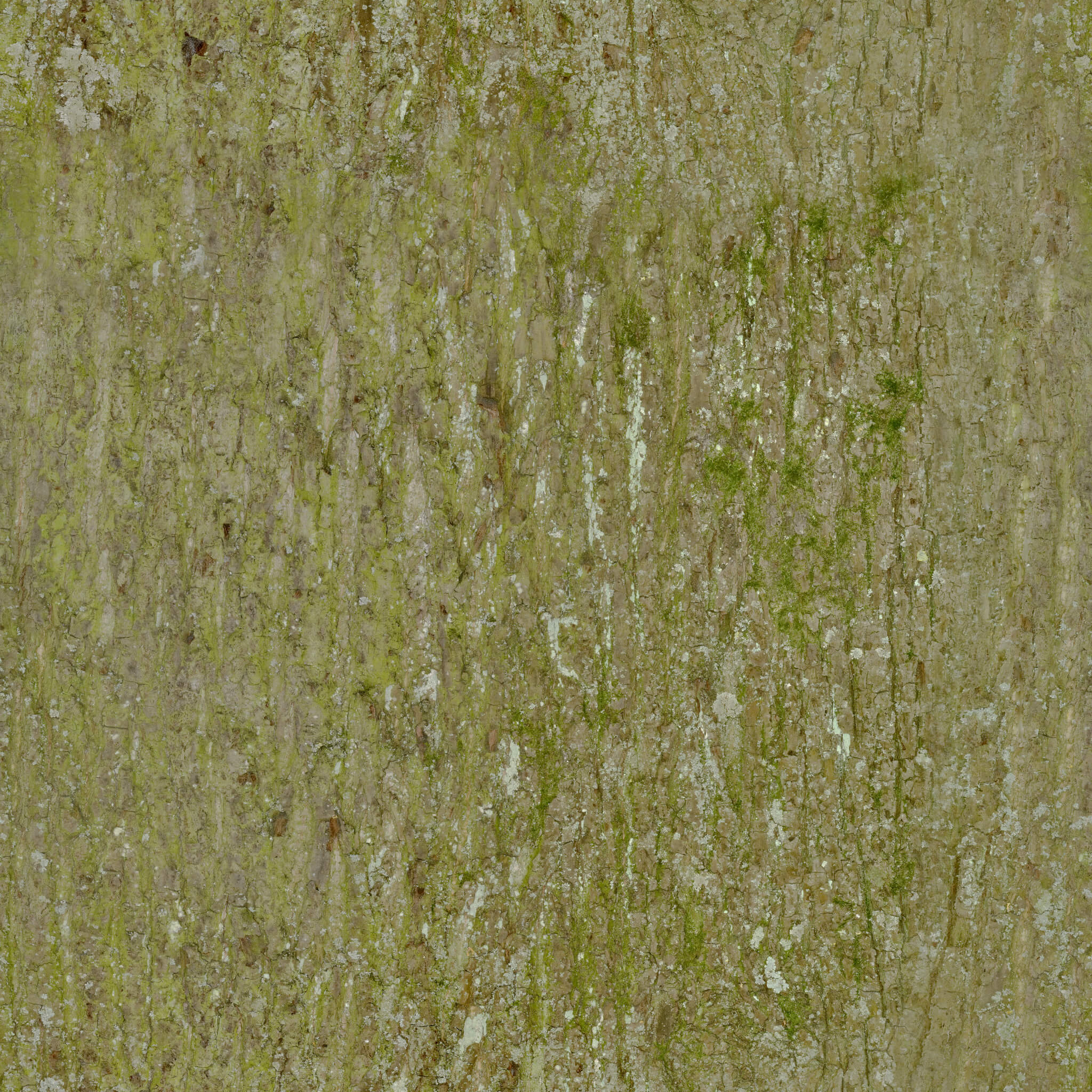 Bark Seamless Texture Patterns 2K (2048*2048) by model789