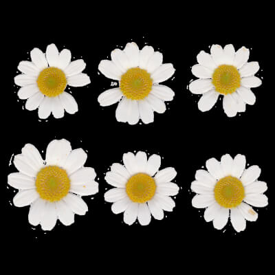 3D Textures | Textures | Flowers | RenderHub