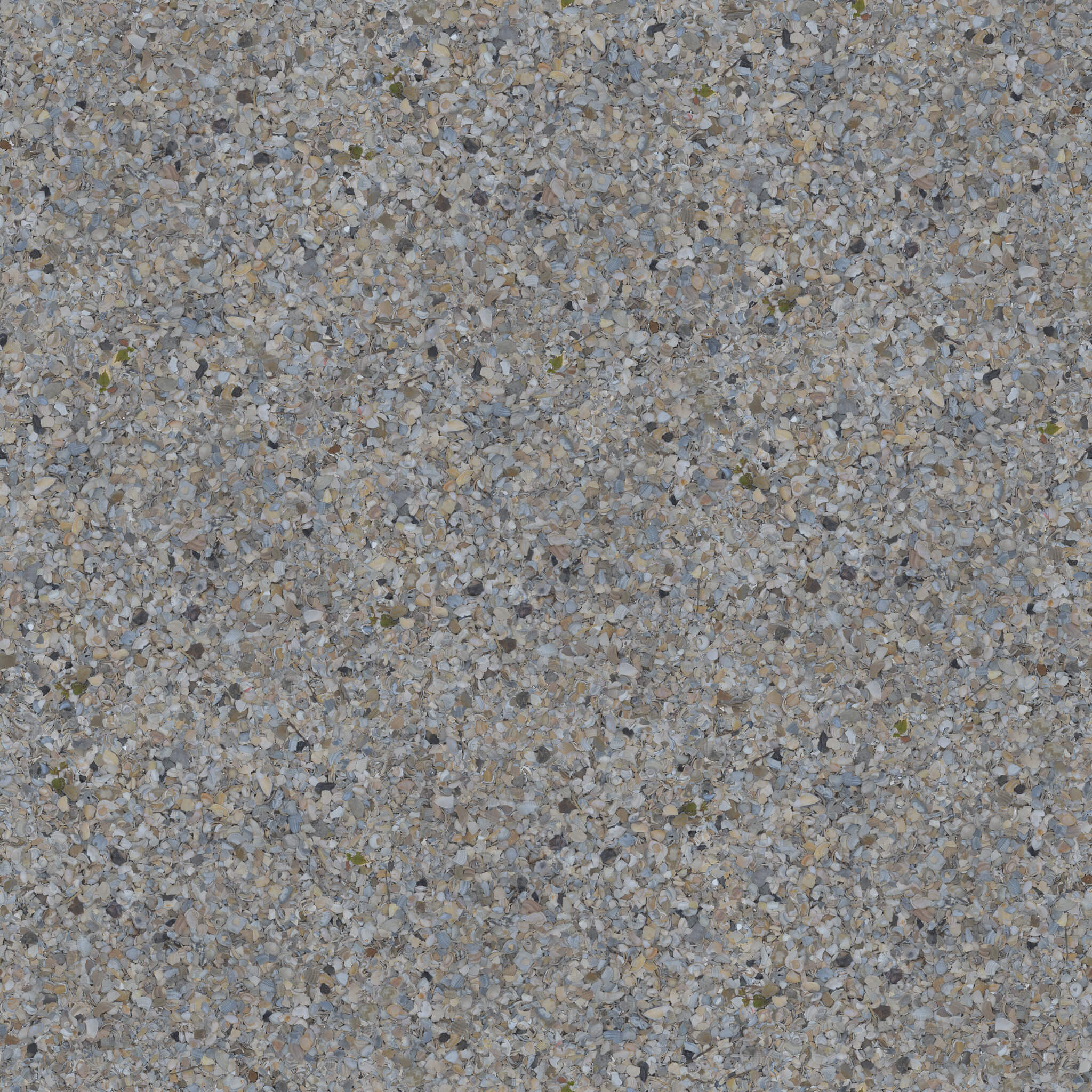 Shells Seamless Texture Patterns 2K (2048*2048) by model789