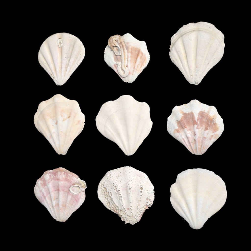 Shells Seamless Texture Patterns 2K (2048*2048) by model789