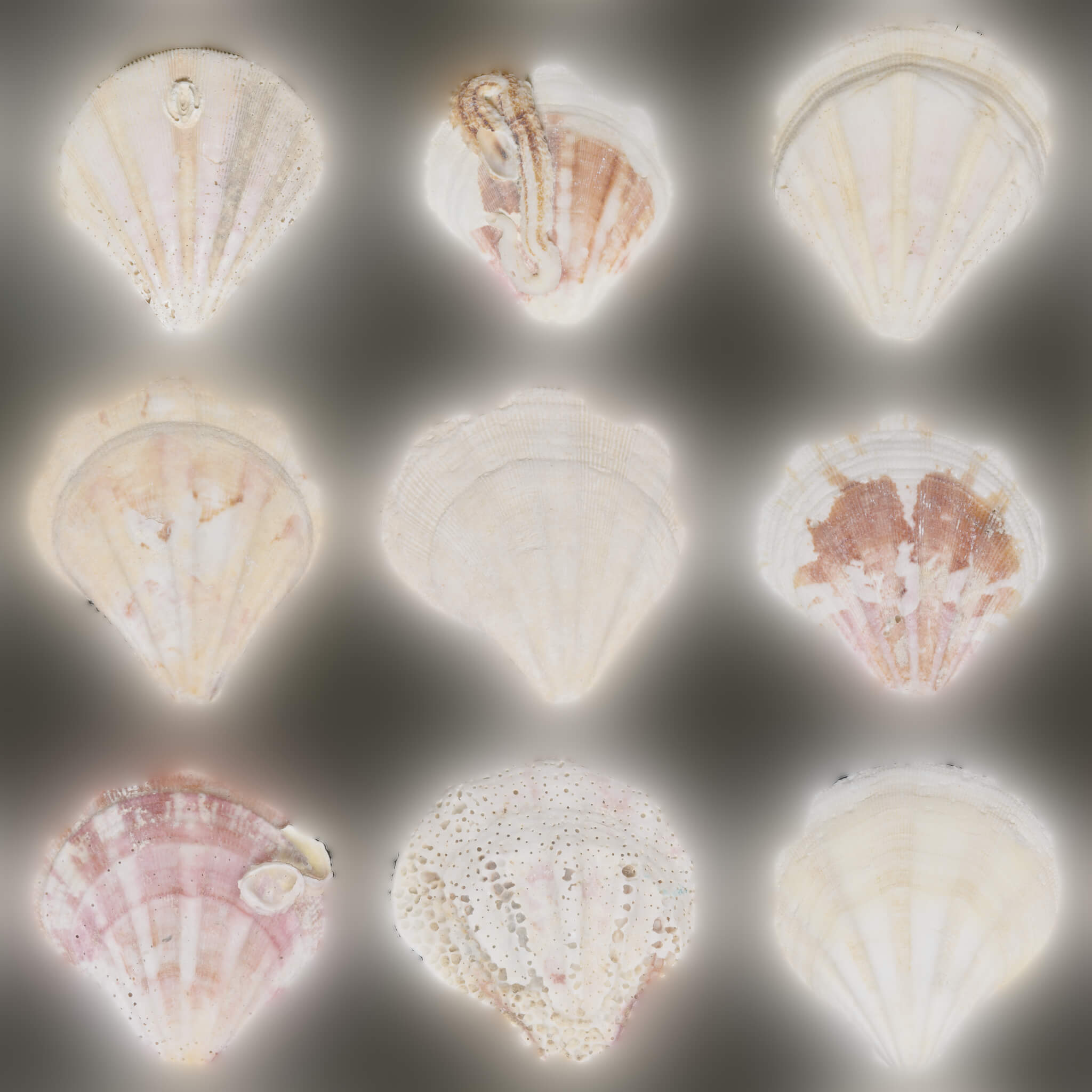 Shells Seamless Texture Patterns 2K (2048*2048) by model789