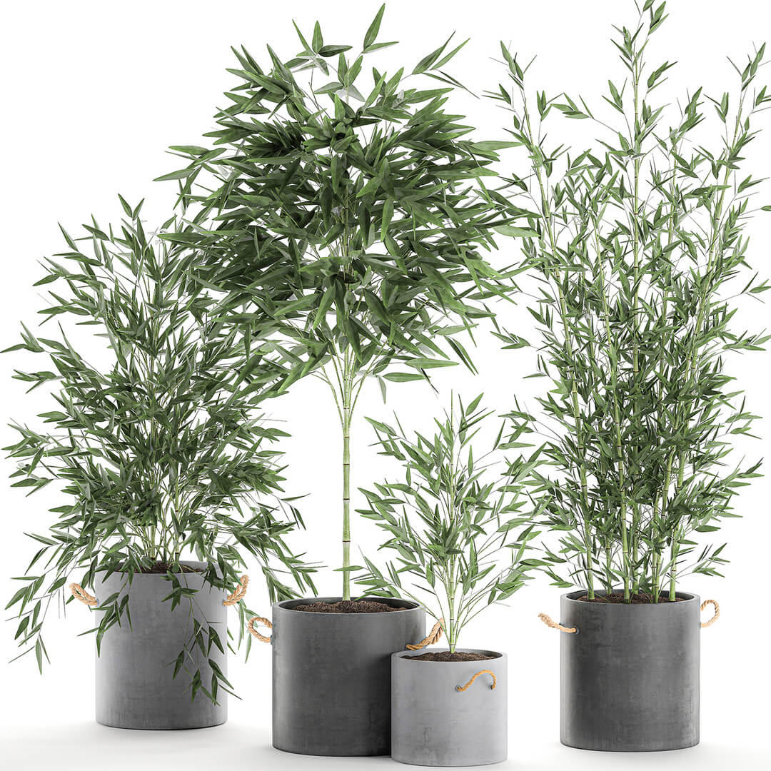 A Collection of Beautiful Small Lush Bamboo - 3D Model by moradalia