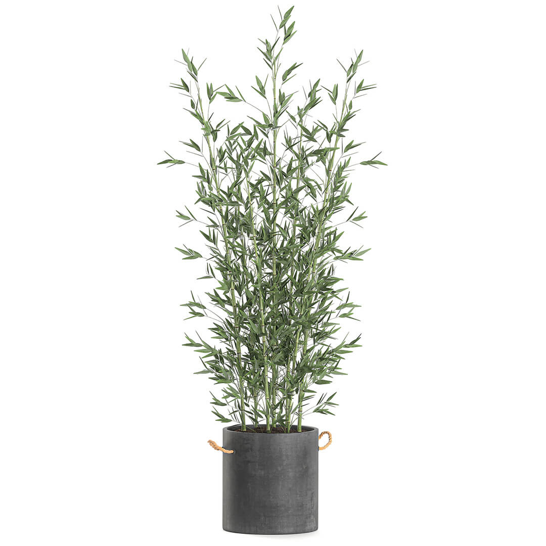 A Collection of Beautiful Small Lush Bamboo - 3D Model by moradalia