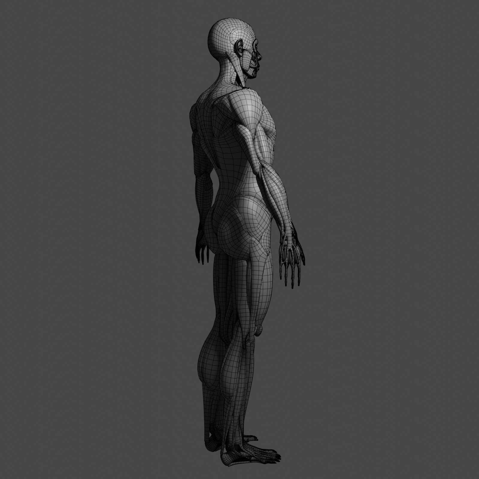 Human Anatomy - 3D Model by morejojo