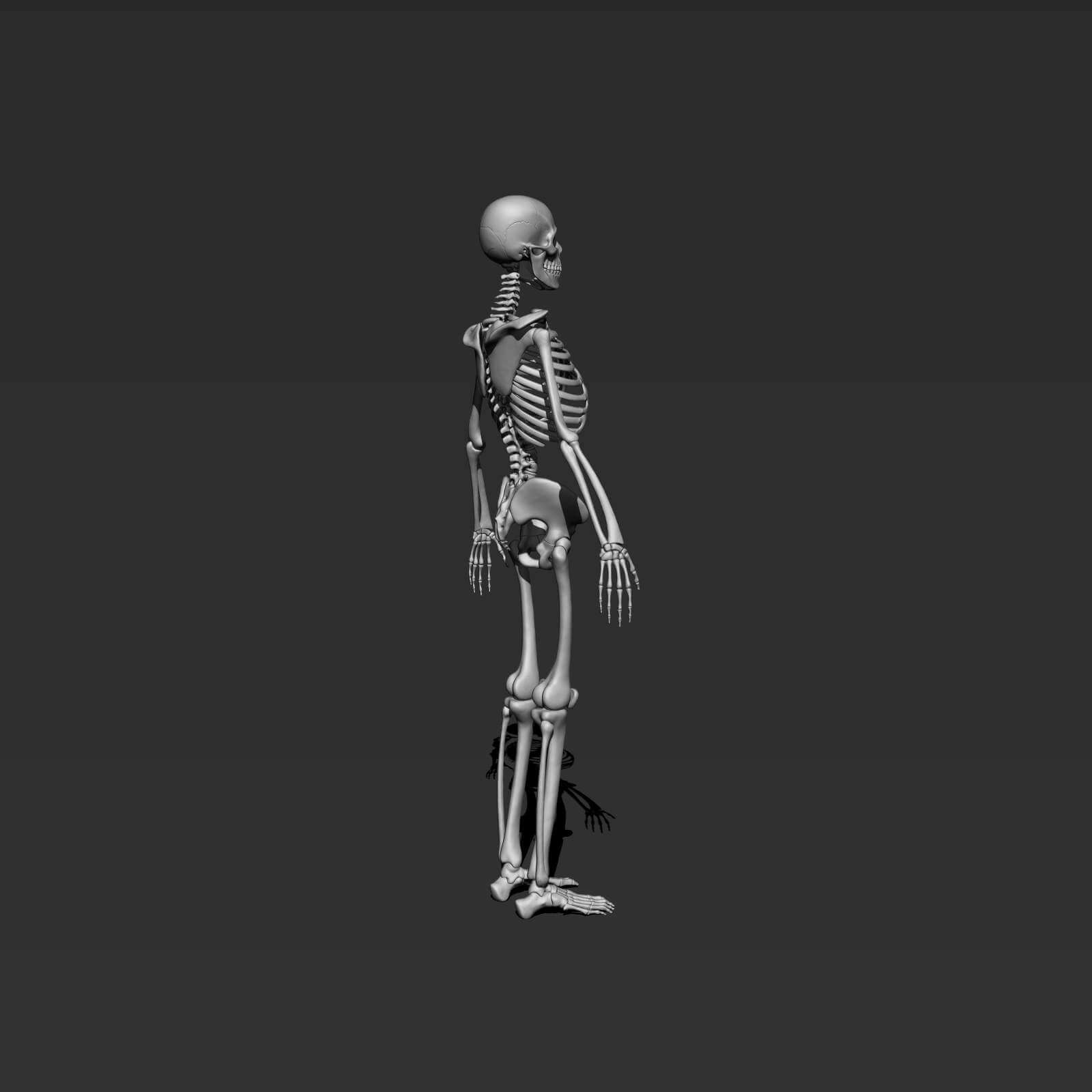 Skeleton - 3D Model by morejojo
