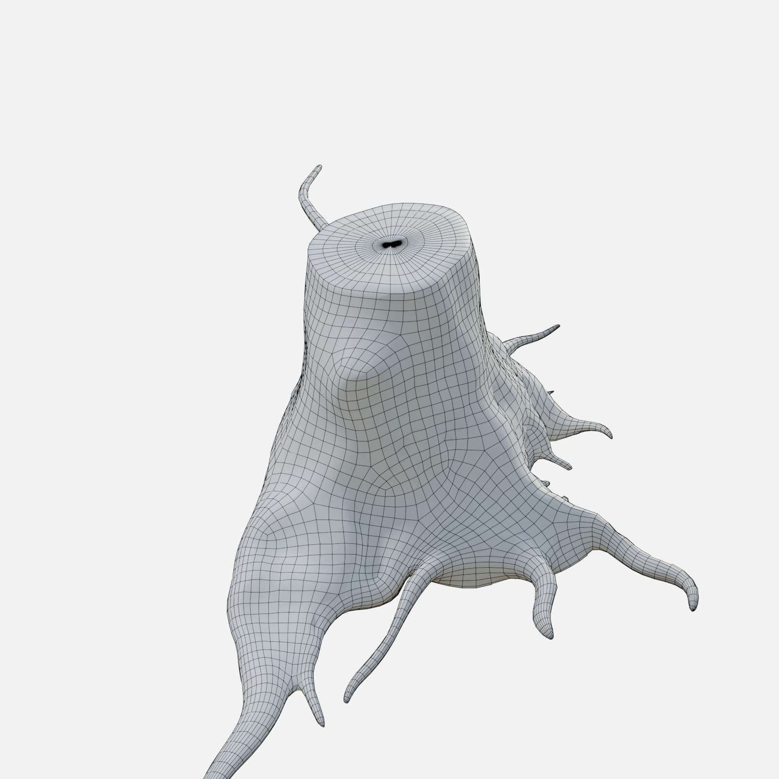 Tree Root - 3D Model by morejojo