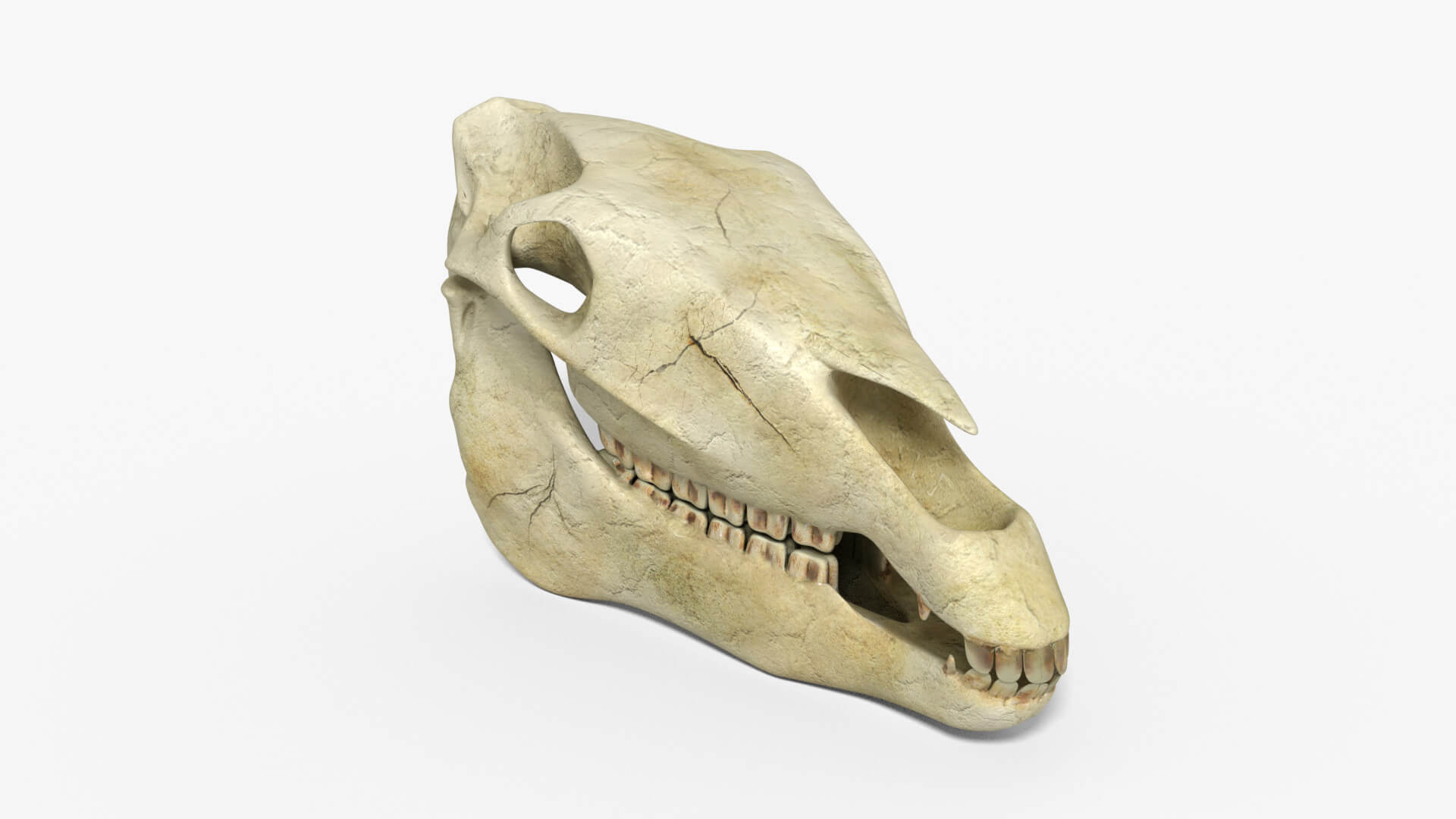 Horse Skull 3D Model by mrdx