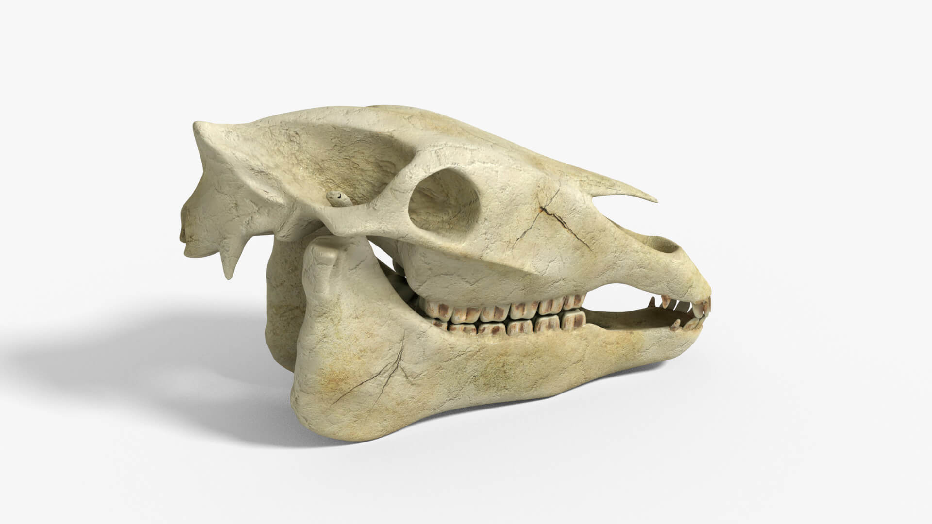 Horse Skull Side