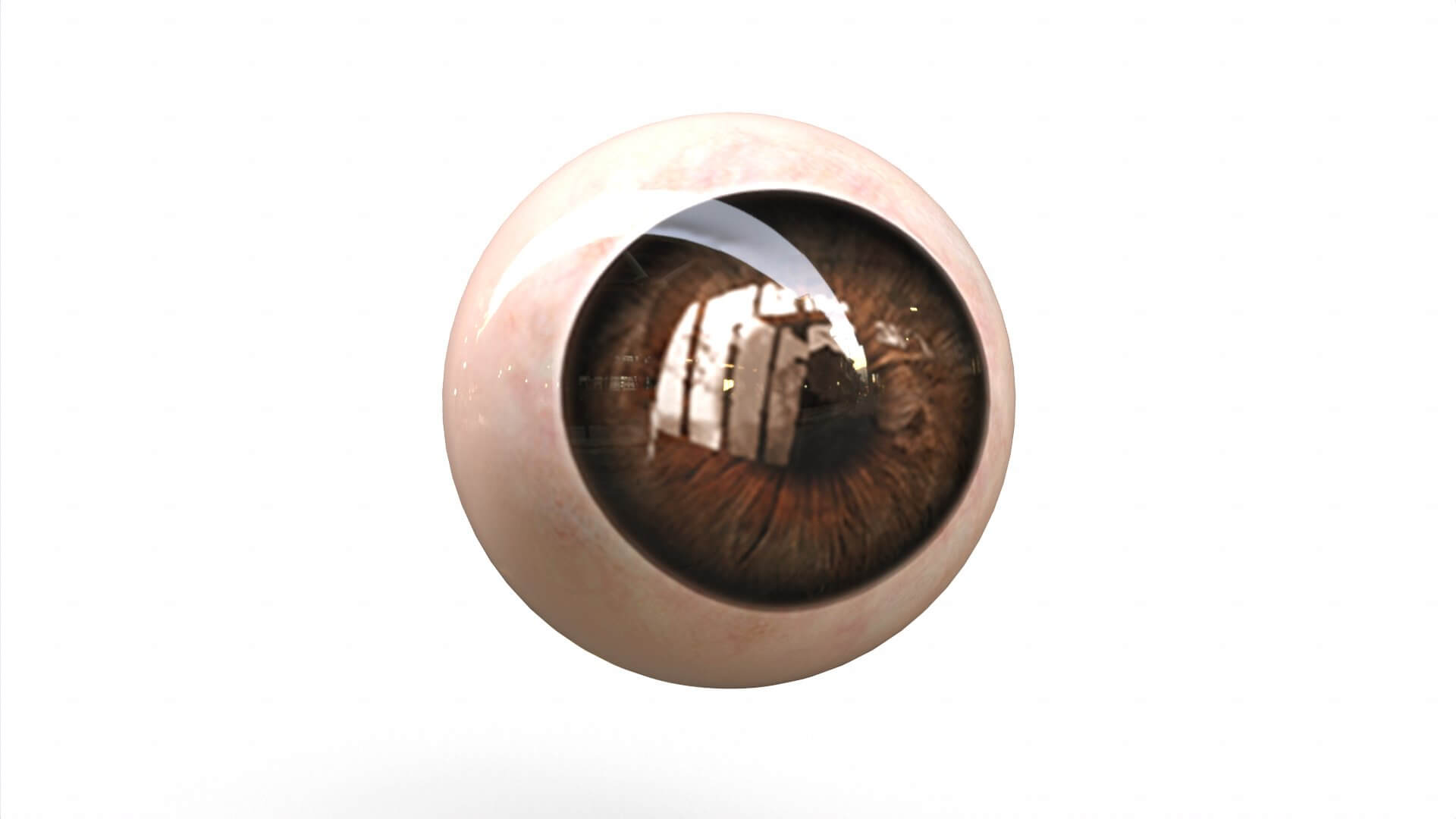 Human Eye - 3D Model by muharremadk
