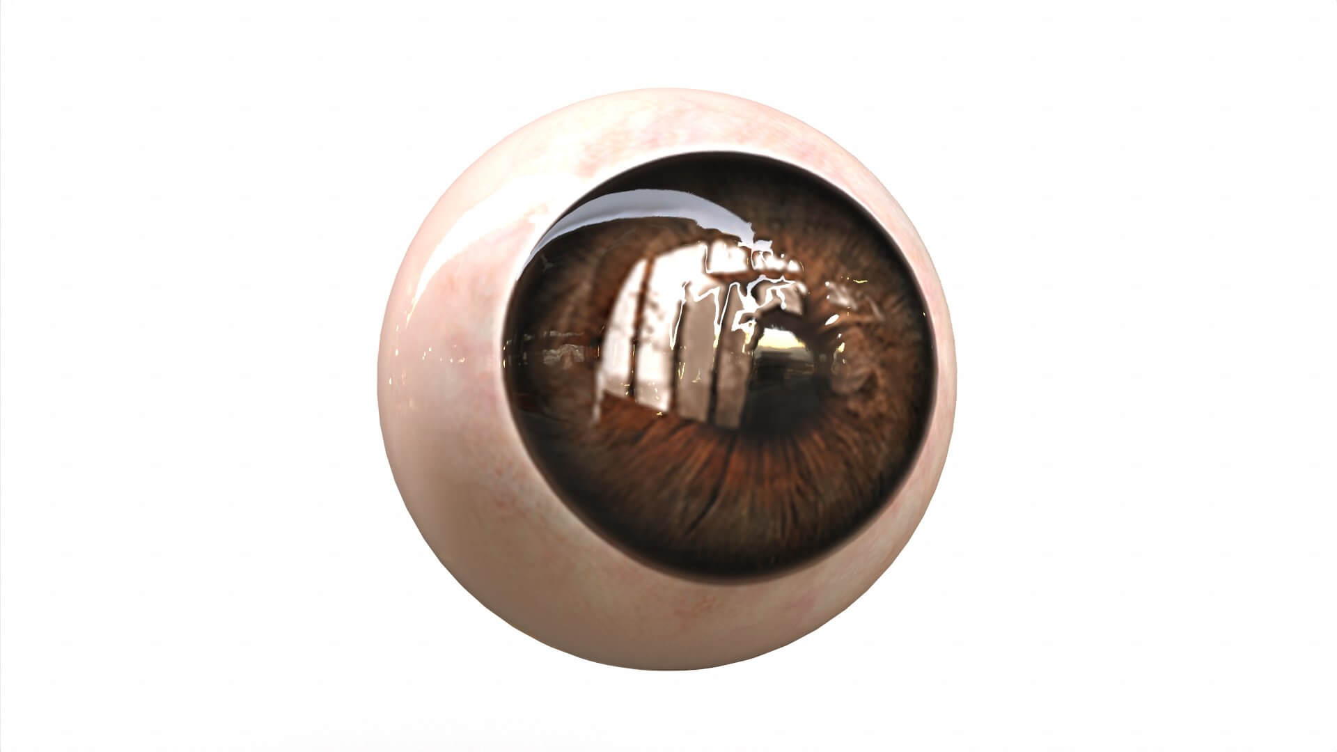 Human Eye - 3D Model by muharremadk
