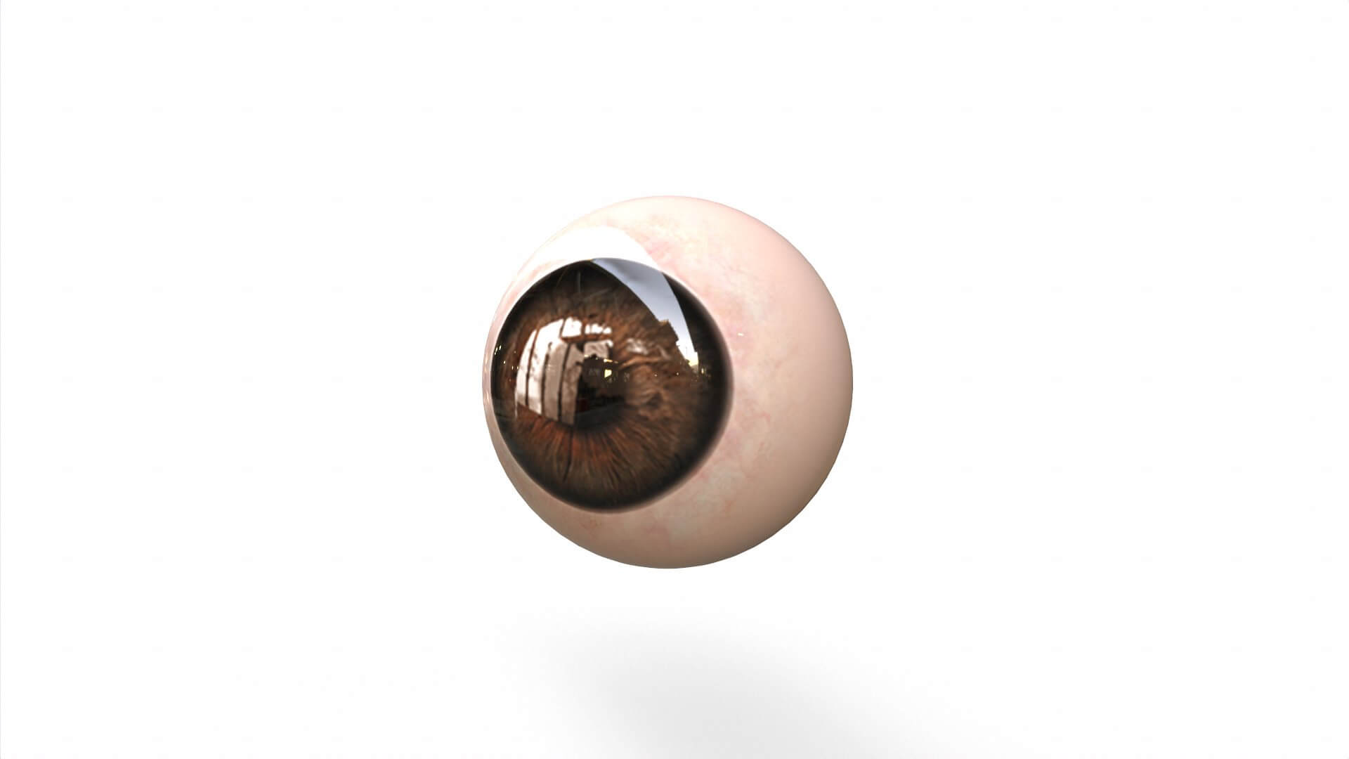 Human Eye - 3D Model by muharremadk