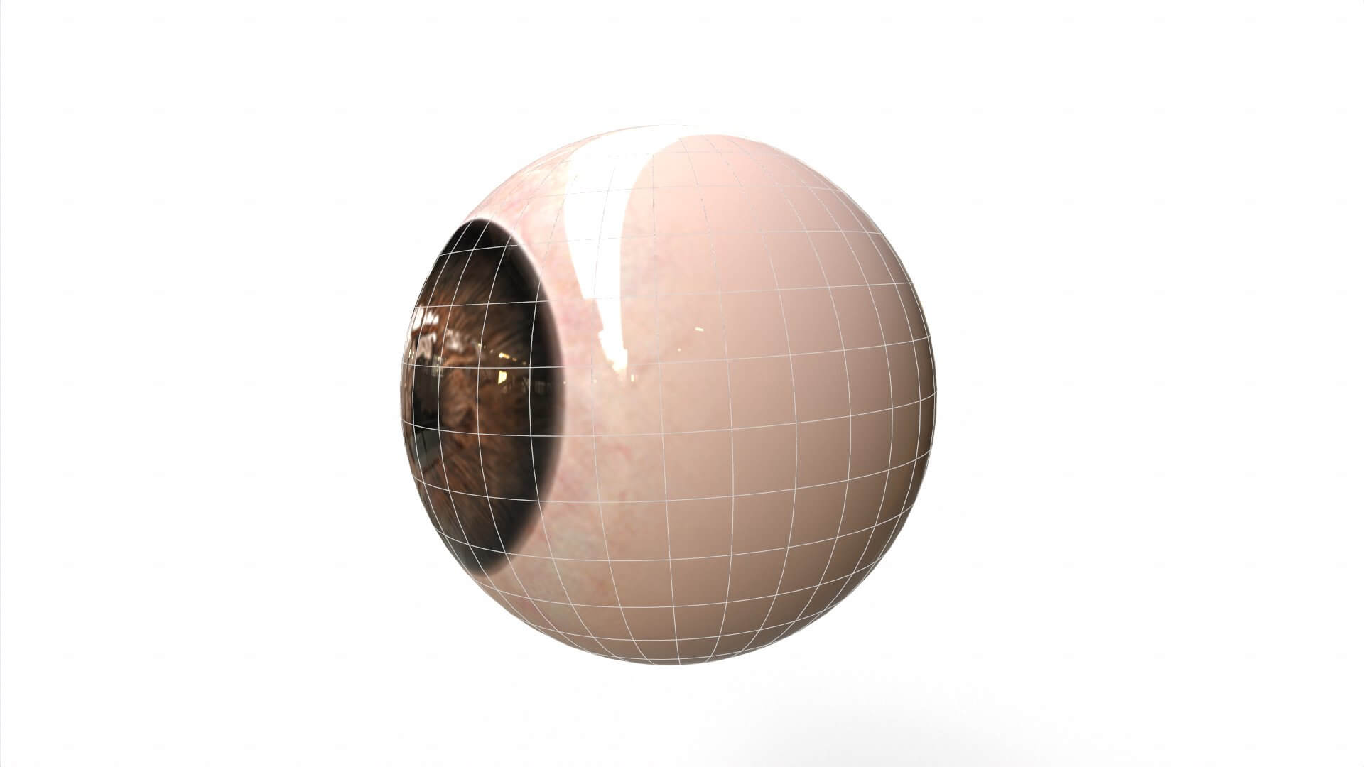 Human Eye - 3D Model by muharremadk