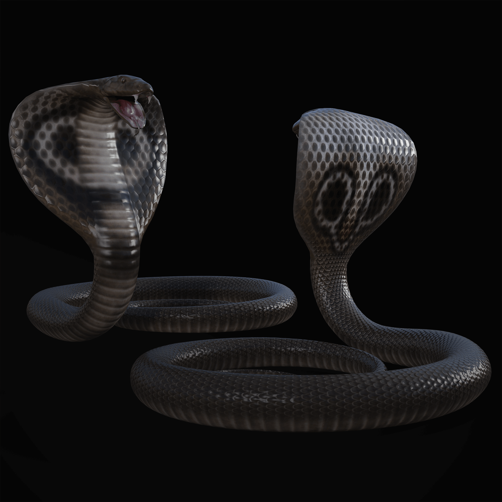 Cobra 3D Render, Digital Art by NataliaMalc