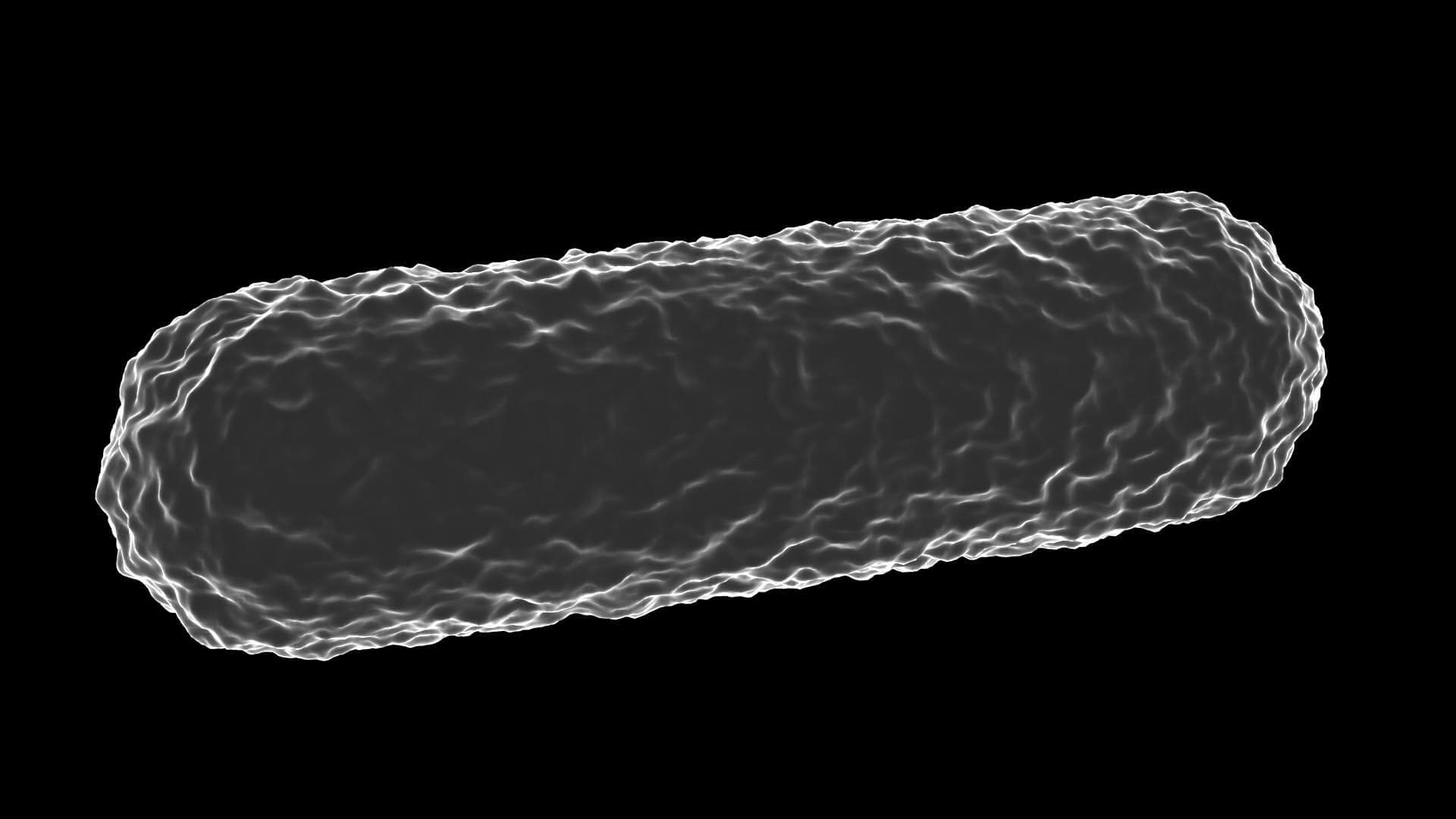 Bacilli 3d Model By Negalox
