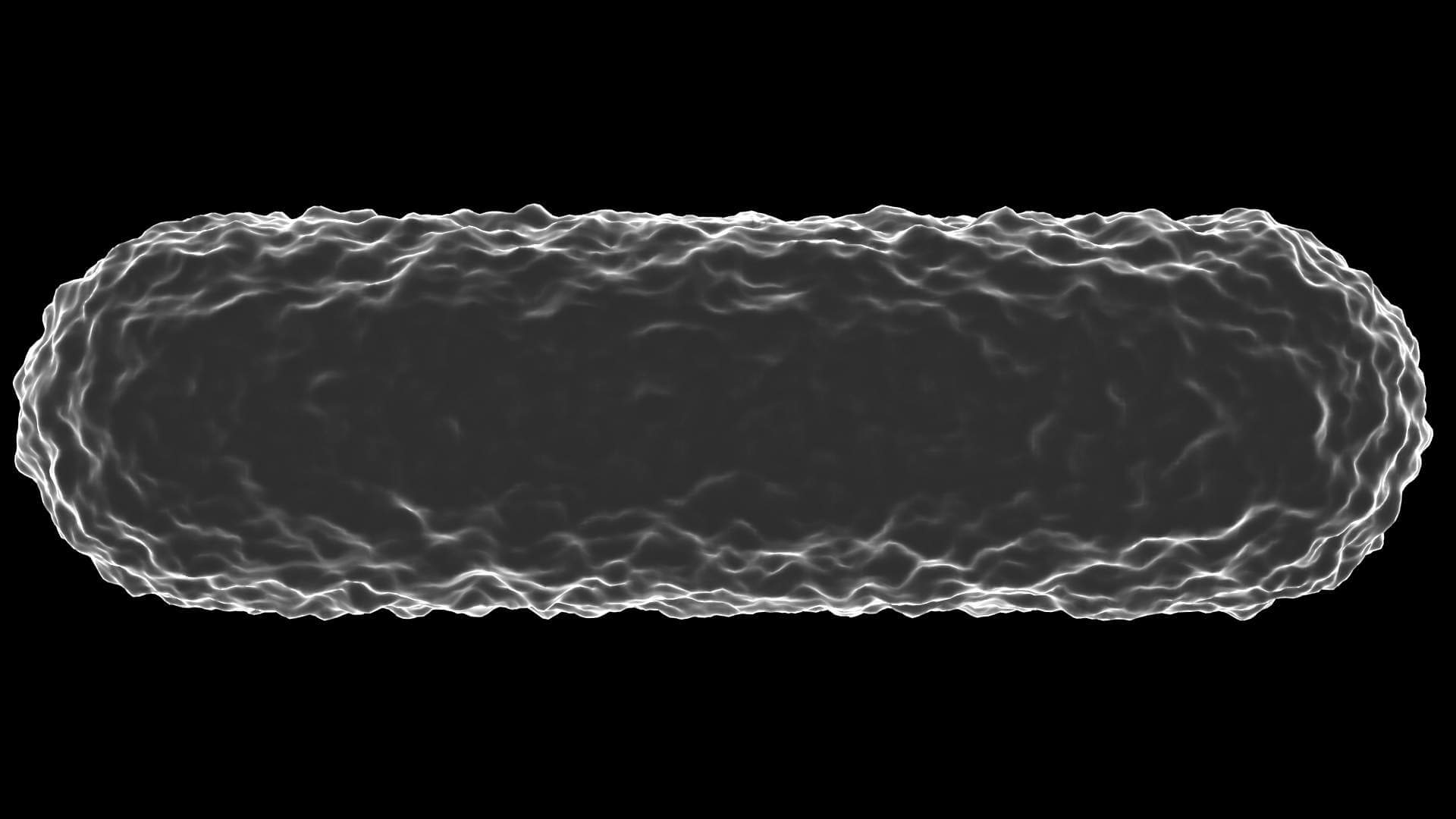 Bacilli 3d Model By Negalox