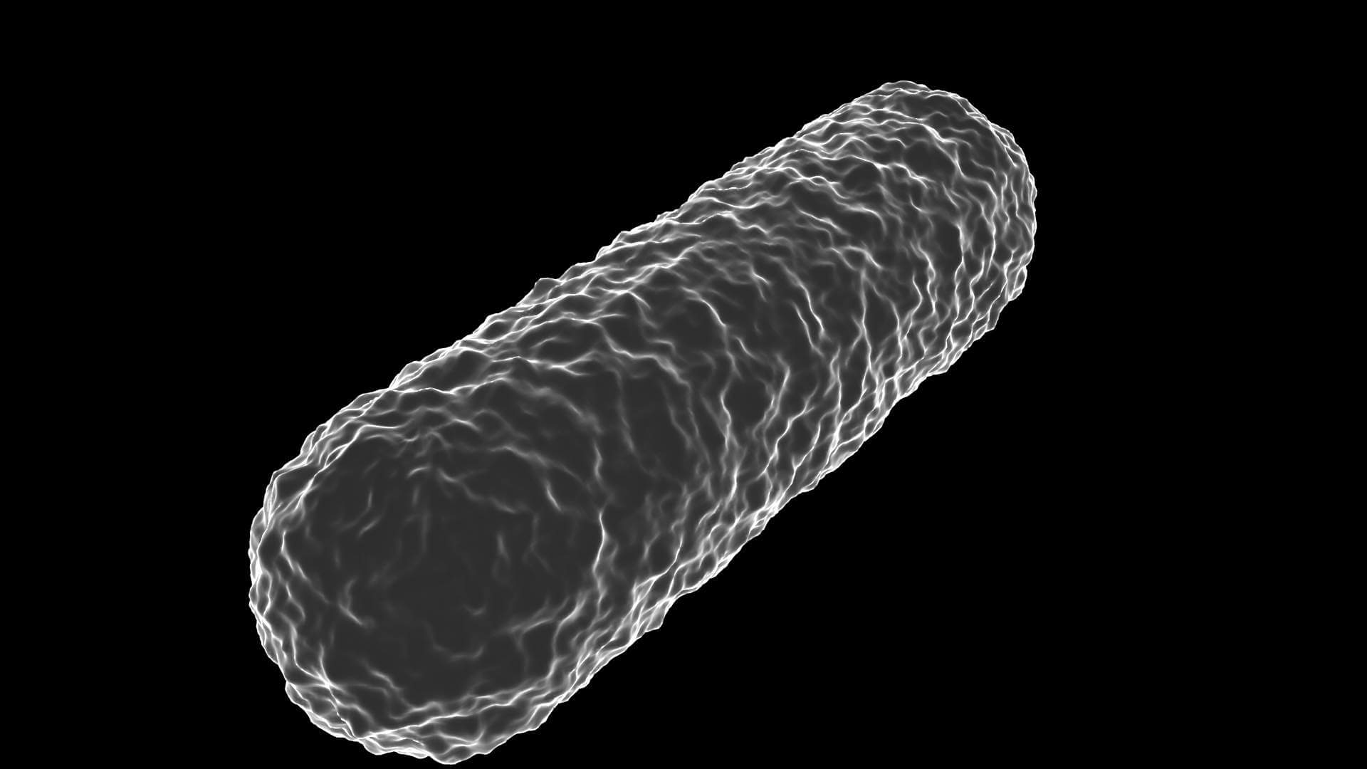 Bacilli 3d Model By Negalox