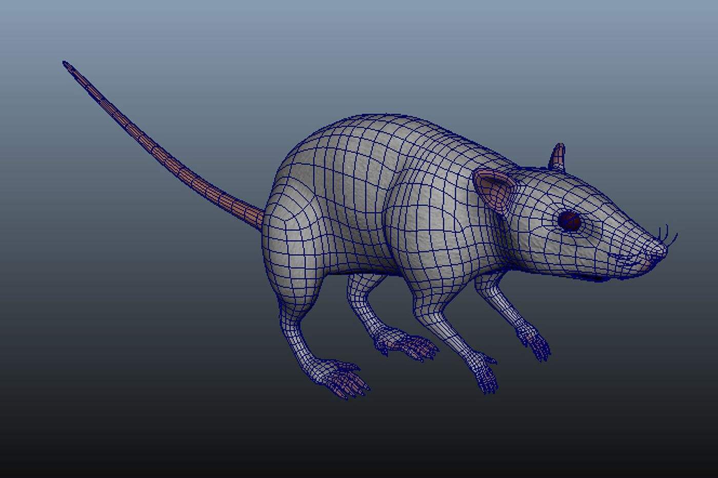 Mouse - 3D Model by nelsonevasco