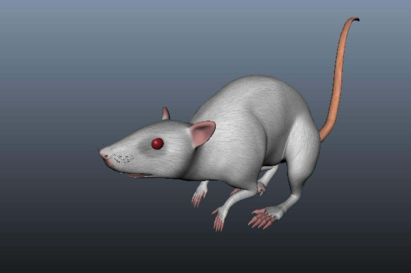 Mouse - 3D Model by nelsonevasco