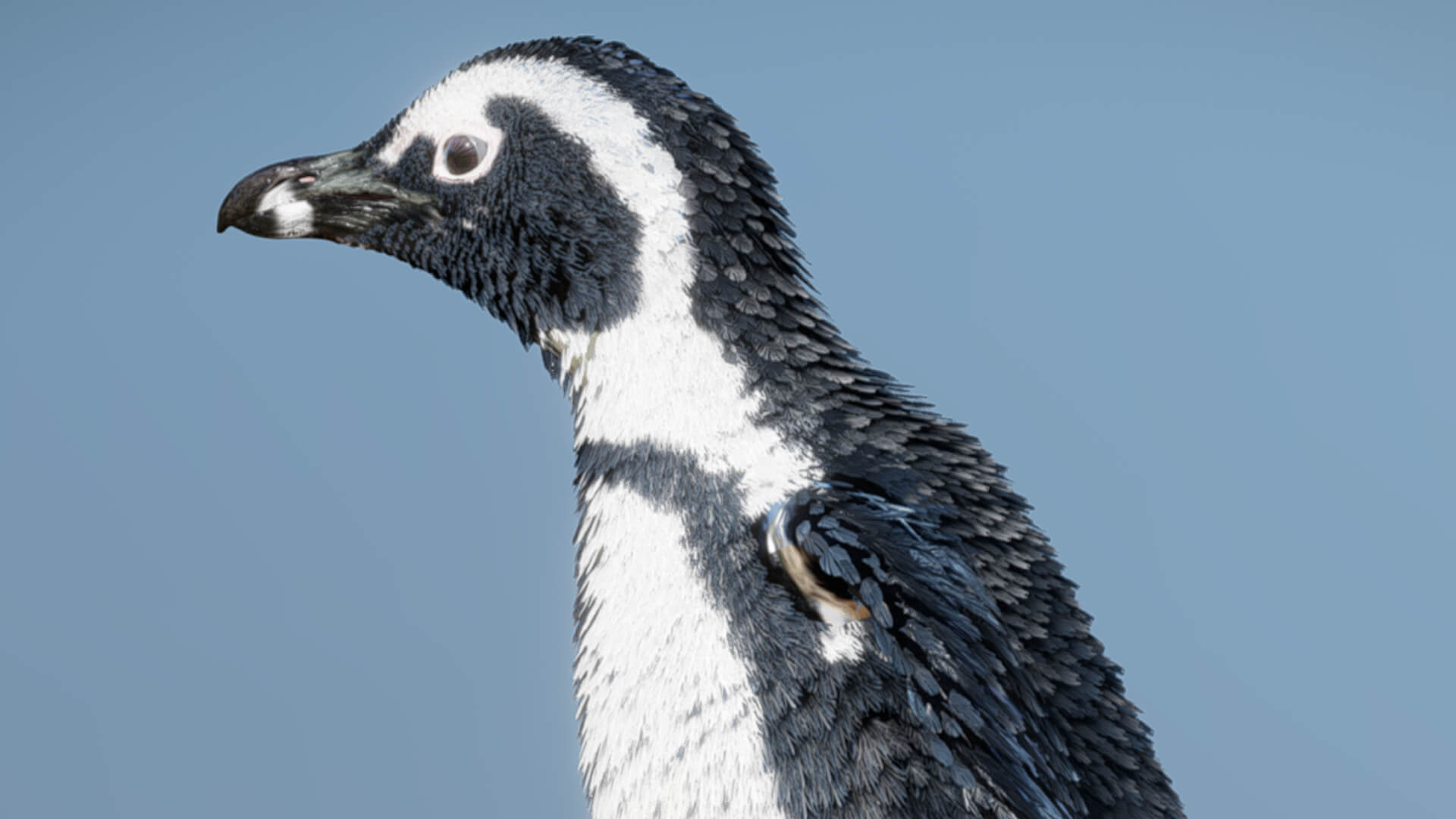 African Penguin ( Animated 3D Model FBX ) by Nestaeric