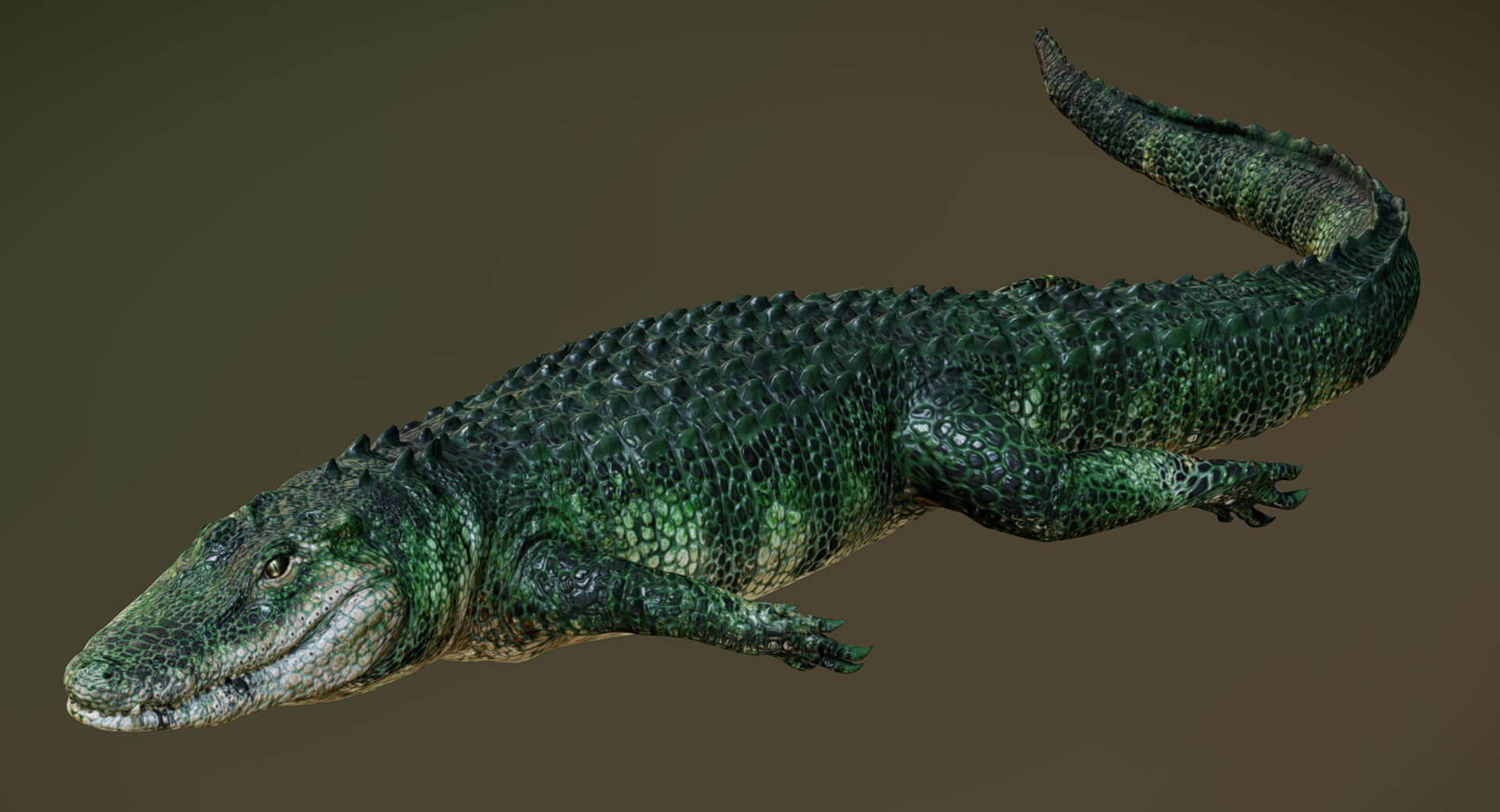 American Alligator ( Animated 3D Model FBX ) by Nestaeric
