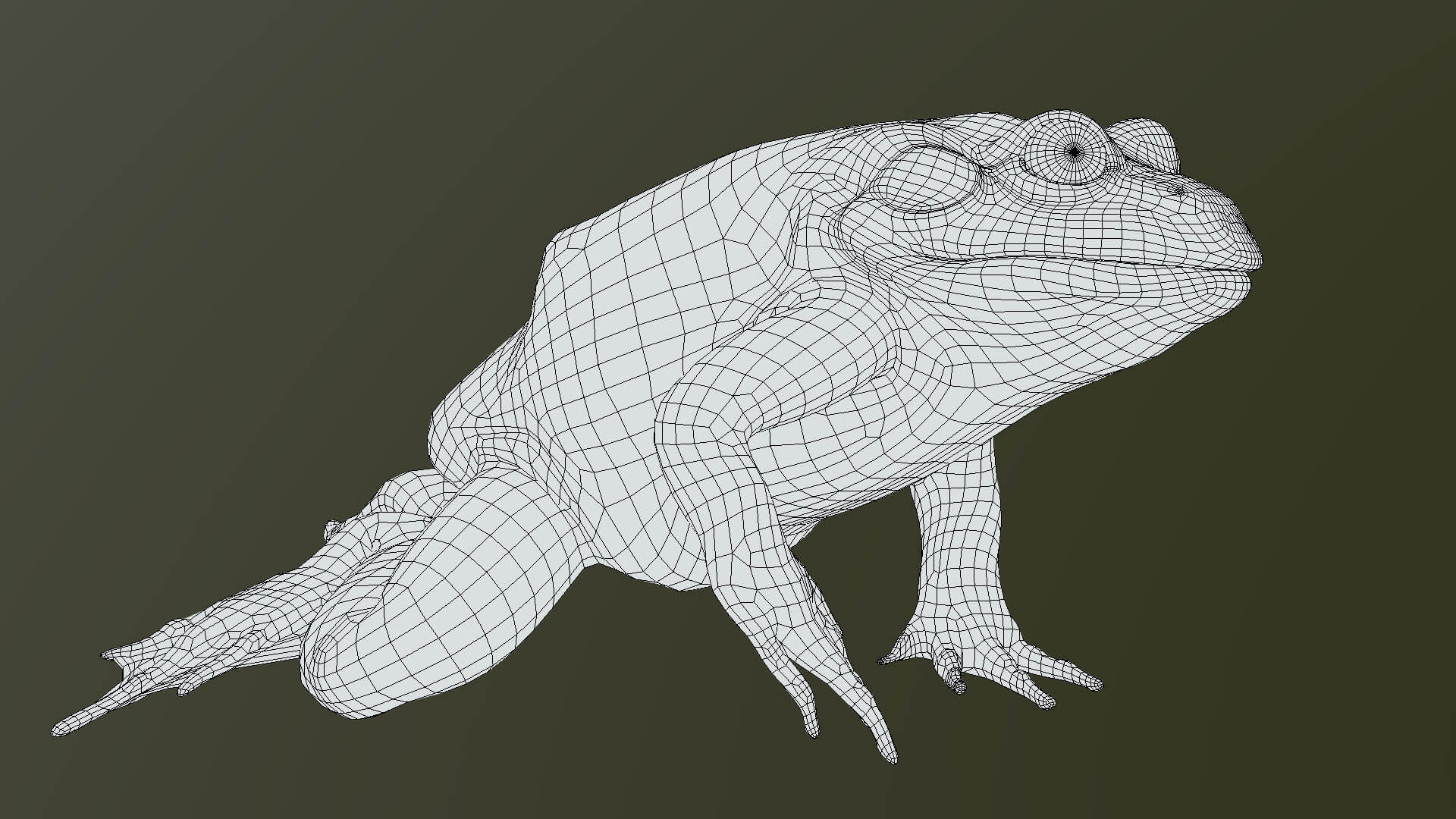 American Bullfrog 3D Model by Nestaeric