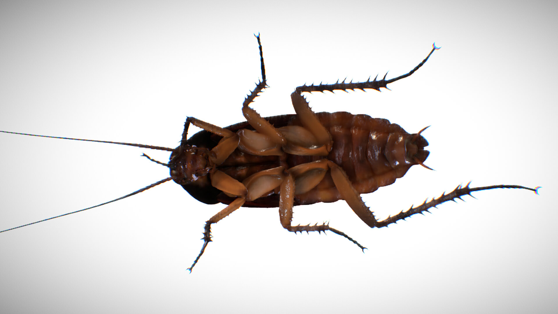 American Cockroach ( Animated 3D Model FBX ) by Nestaeric