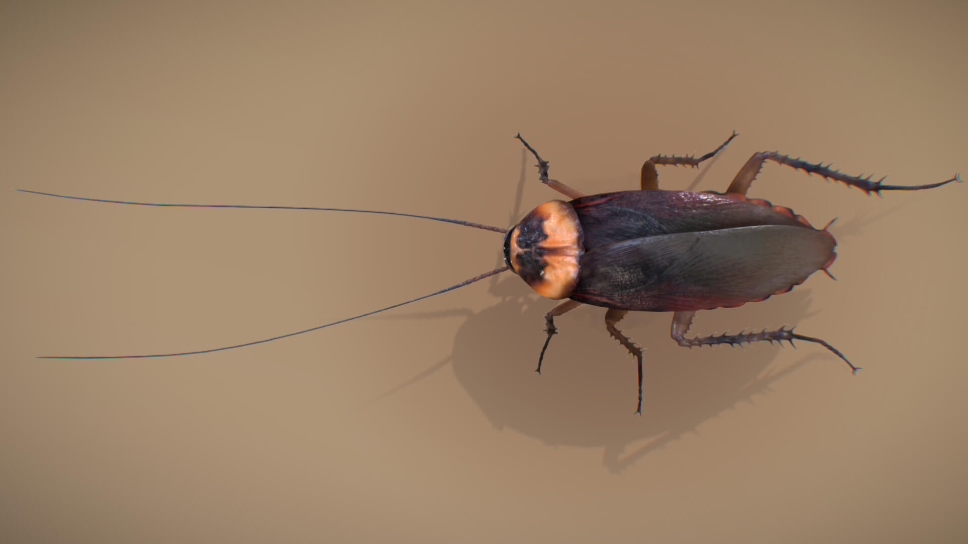 American Cockroach ( Animated 3D Model FBX ) by Nestaeric