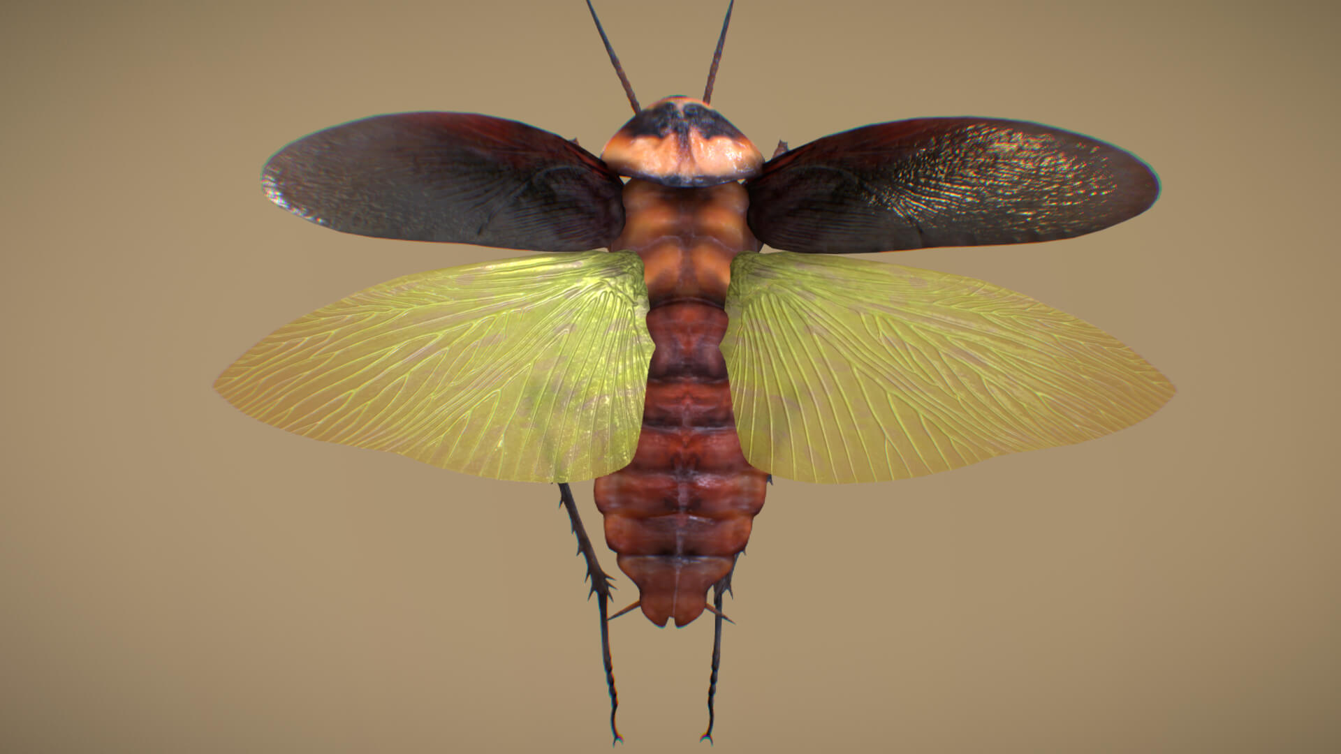 American Cockroach ( Animated 3D Model FBX ) by Nestaeric