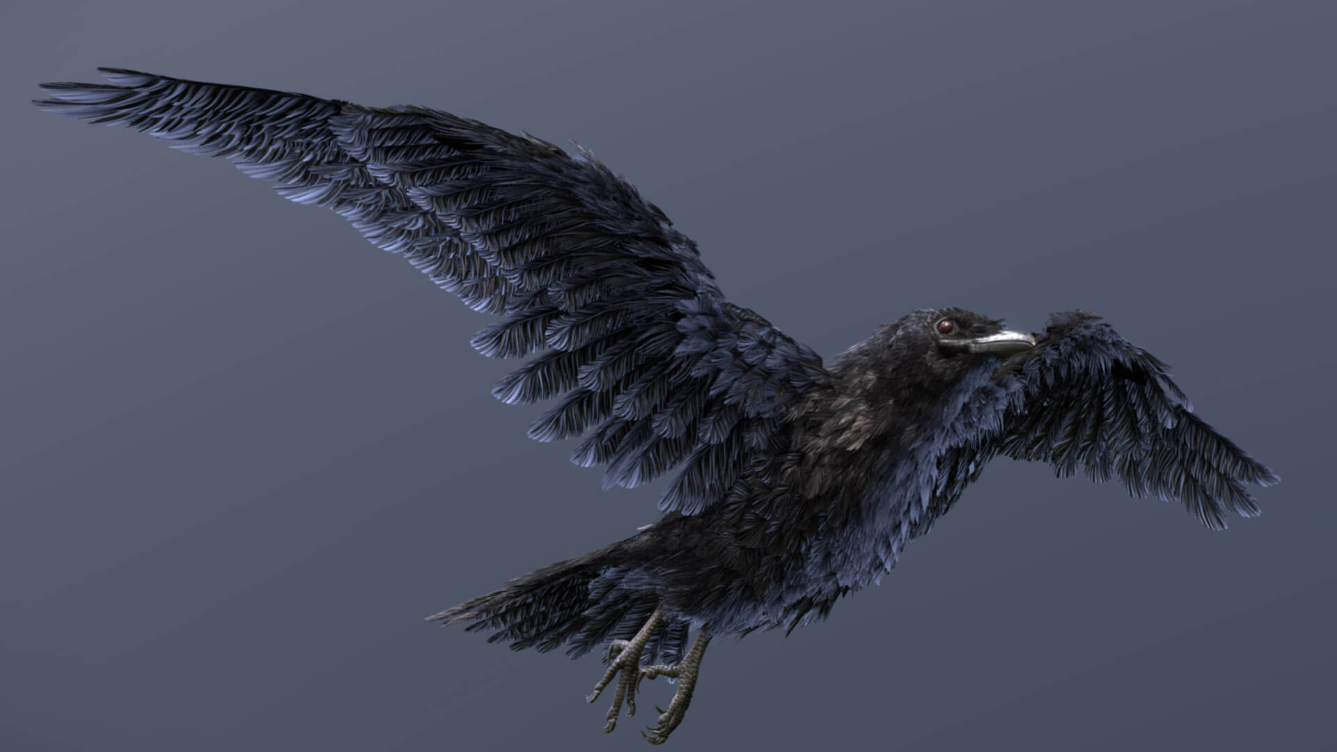 American Crow 3D Model by Nestaeric