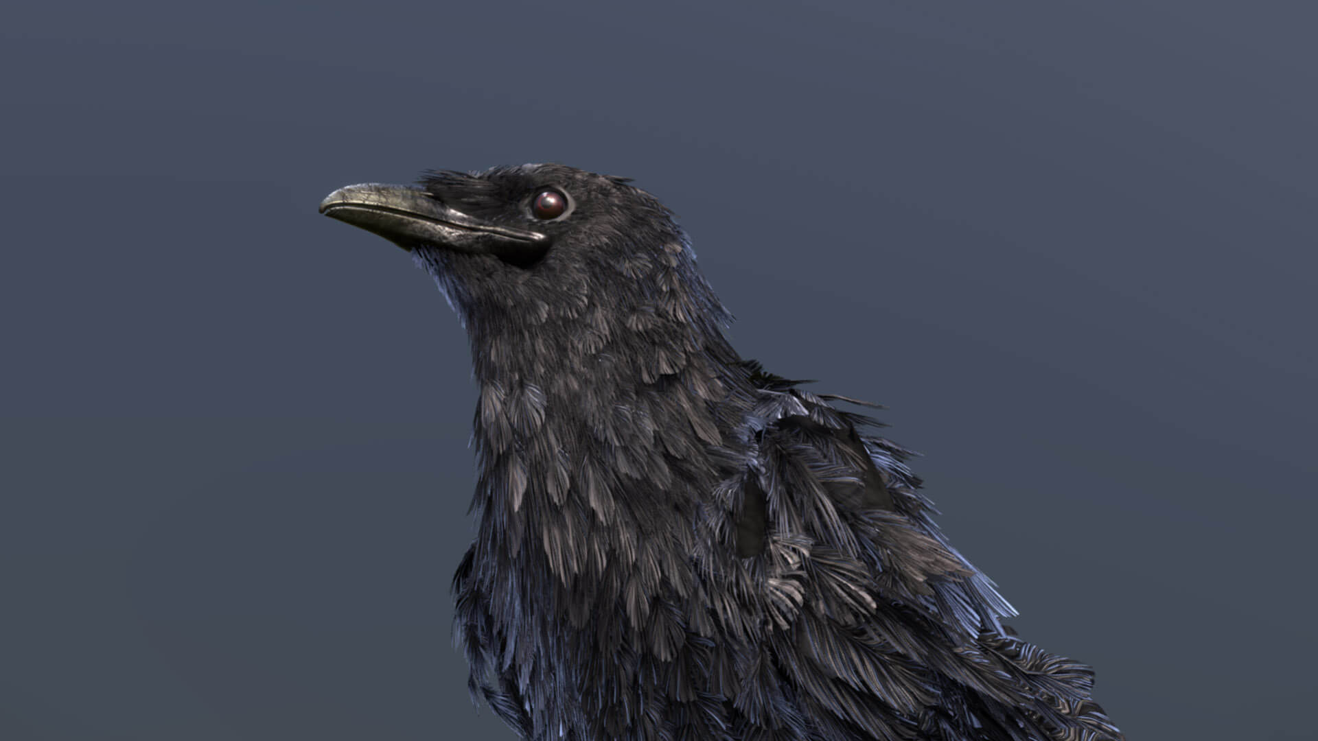 American Crow 3D Model by Nestaeric