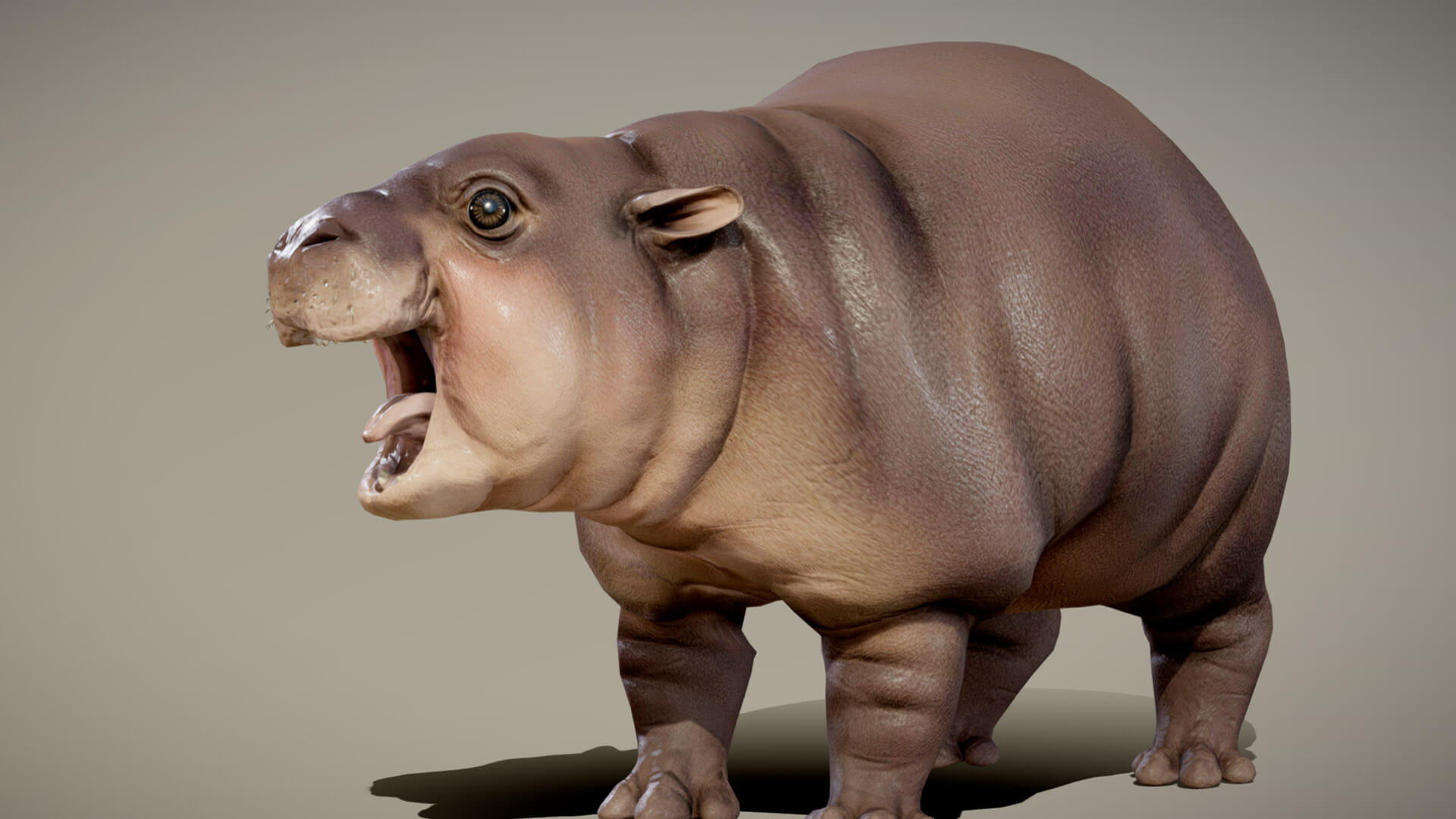 Baby Pygmy Hippopotamus 3D Model by Nestaeric