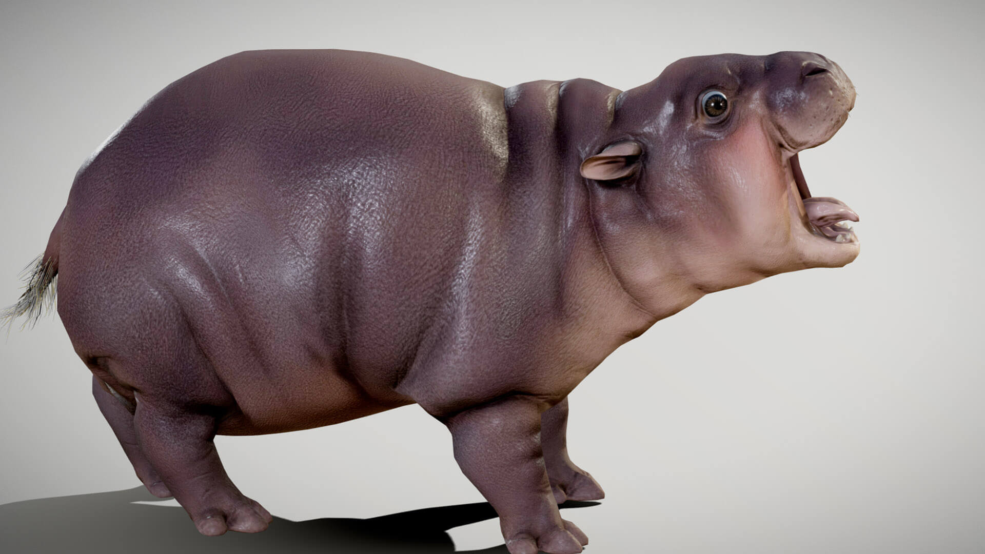 Baby Pygmy Hippopotamus 3D Model by Nestaeric