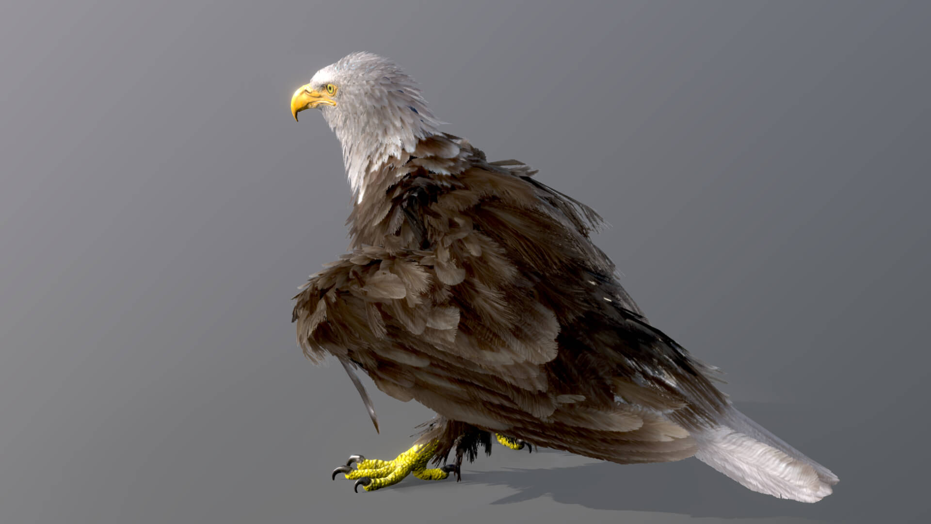 Bald Eagle ( Animated 3D Model FBX ) by Nestaeric