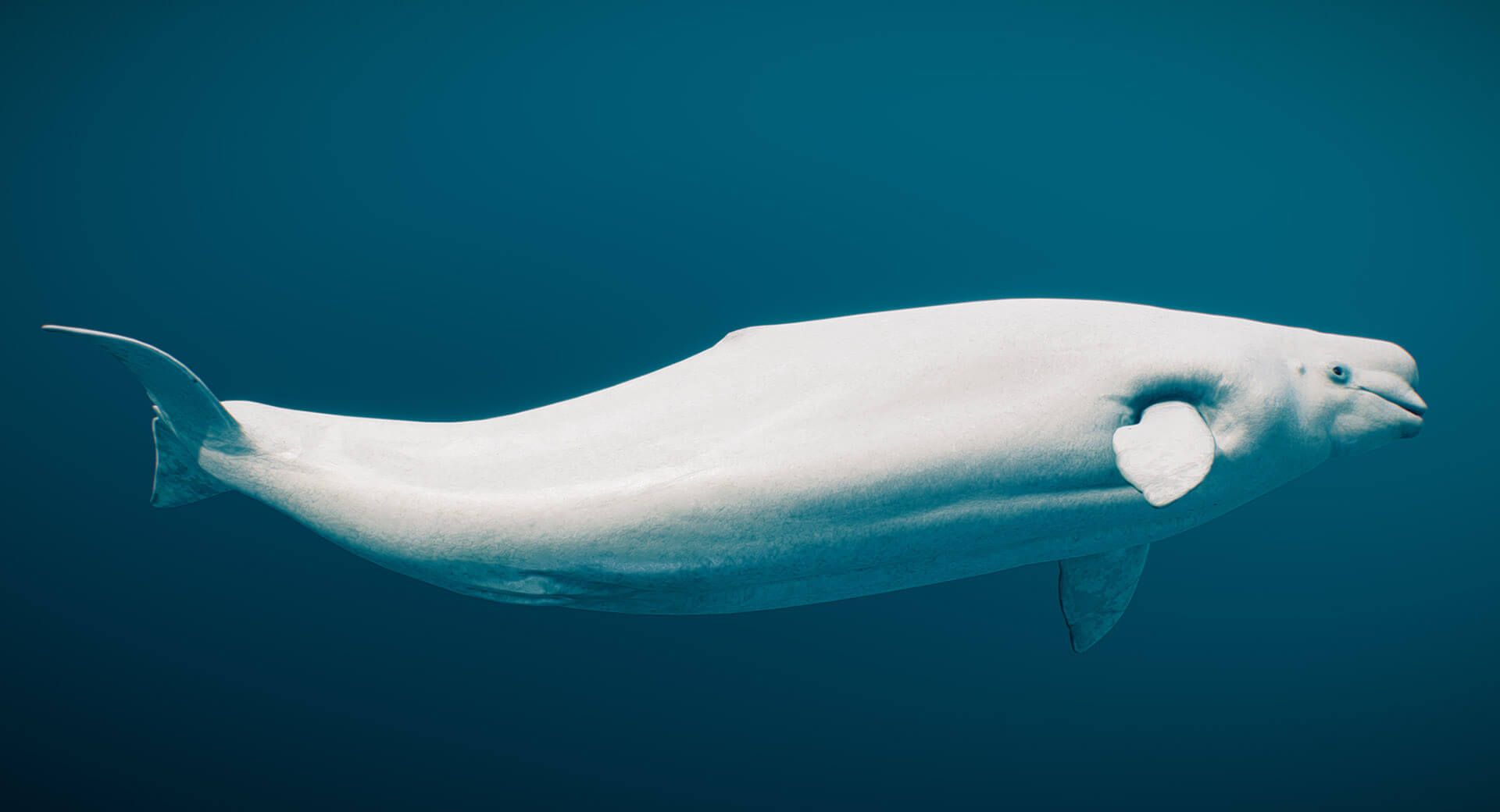 Beluga Whale 3D Model by Nestaeric