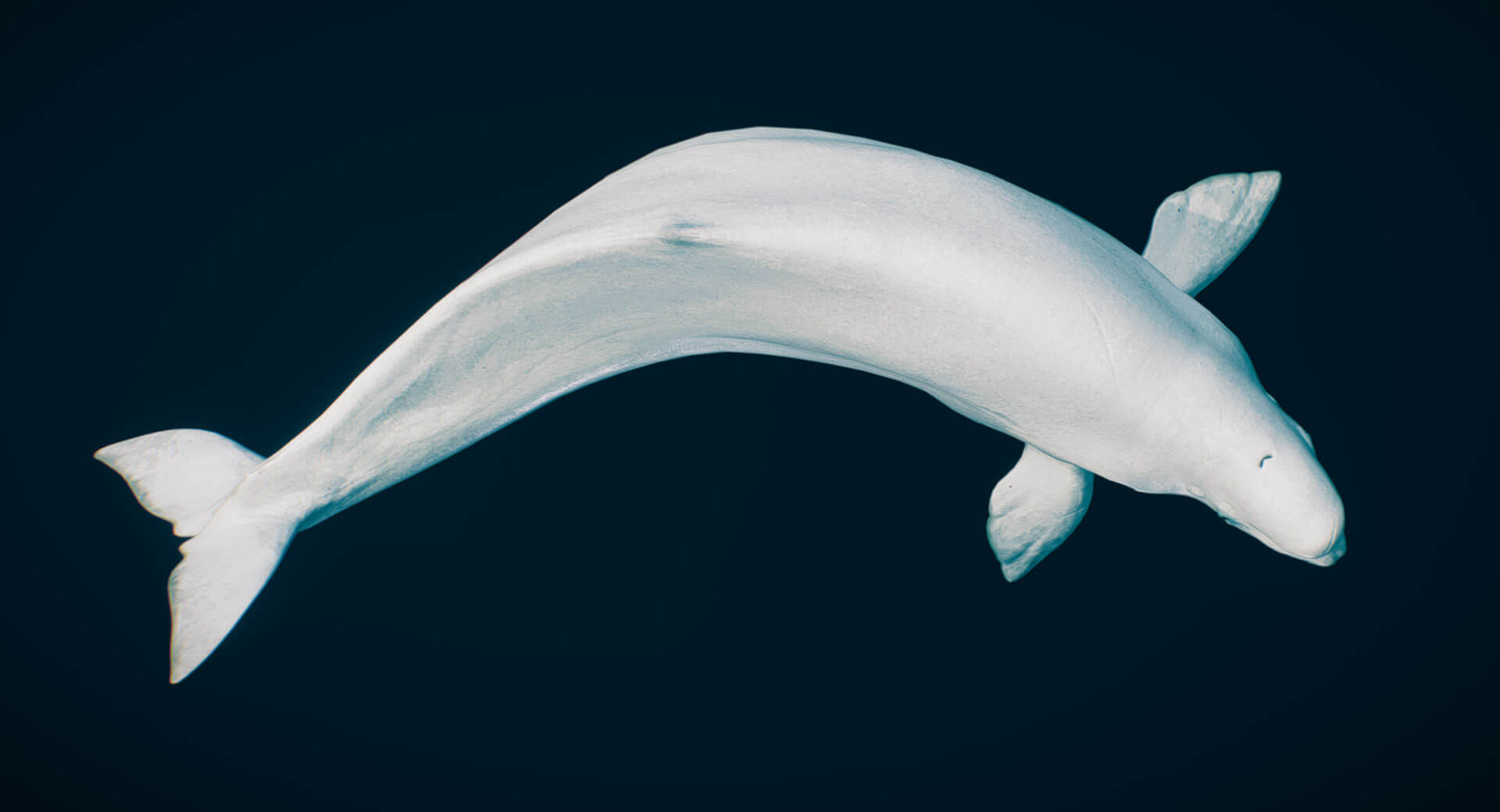 Beluga Whale 3D Model by Nestaeric
