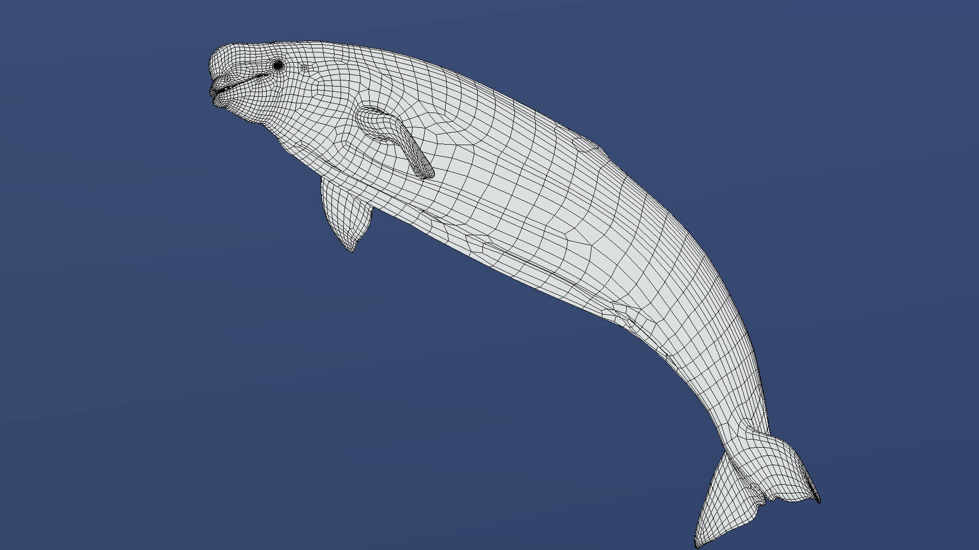 Beluga Whale 3D Model by Nestaeric