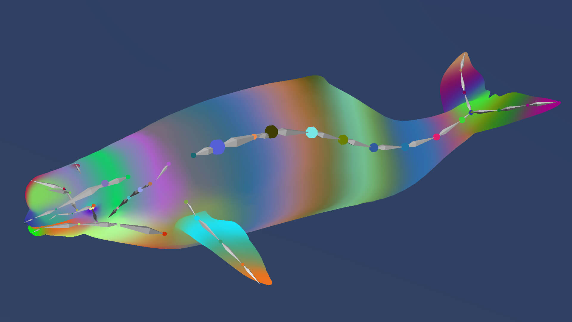 Beluga Whale 3D Model by Nestaeric