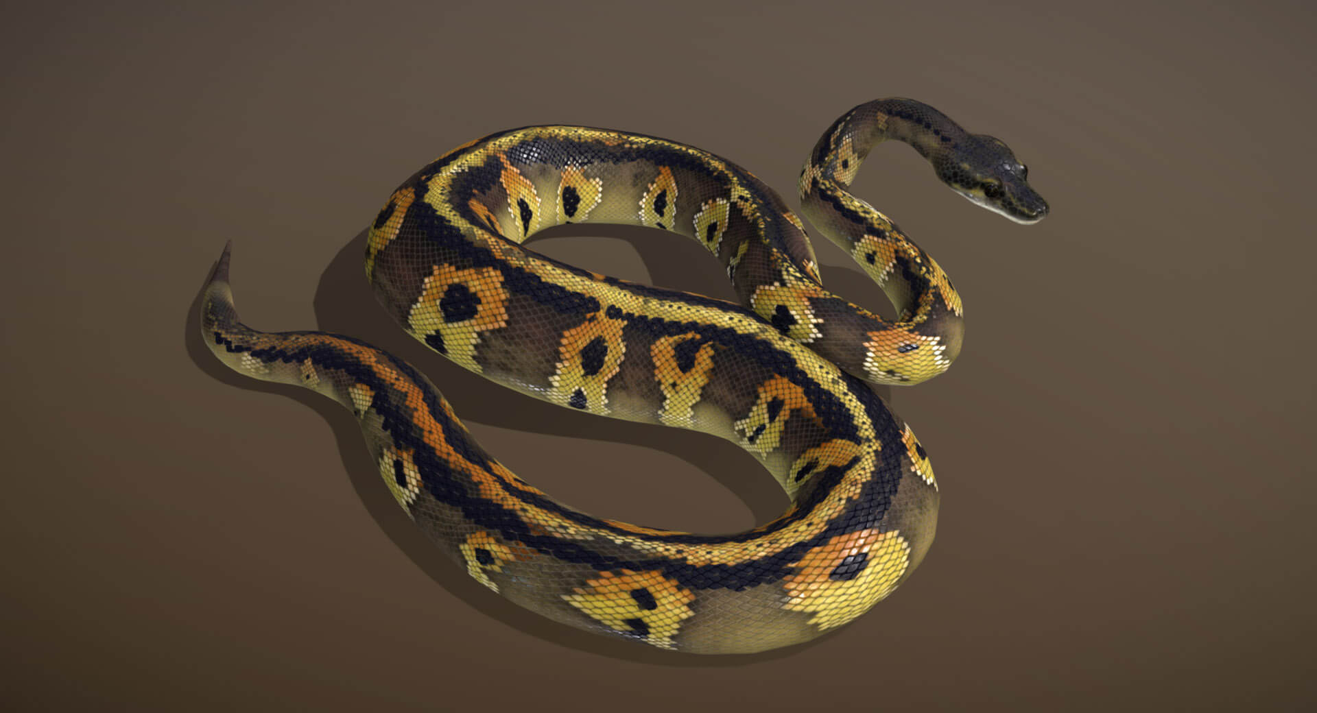 Blackhead Ball Python 3D Model by Nestaeric
