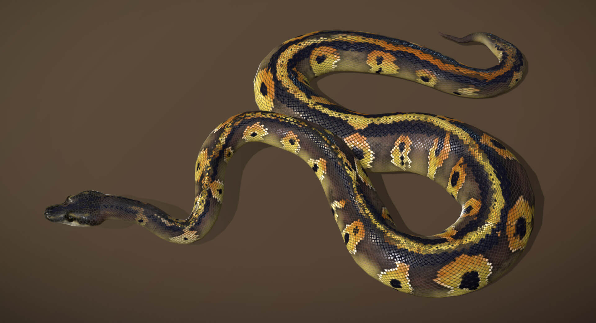 Blackhead Ball Python 3D Model by Nestaeric