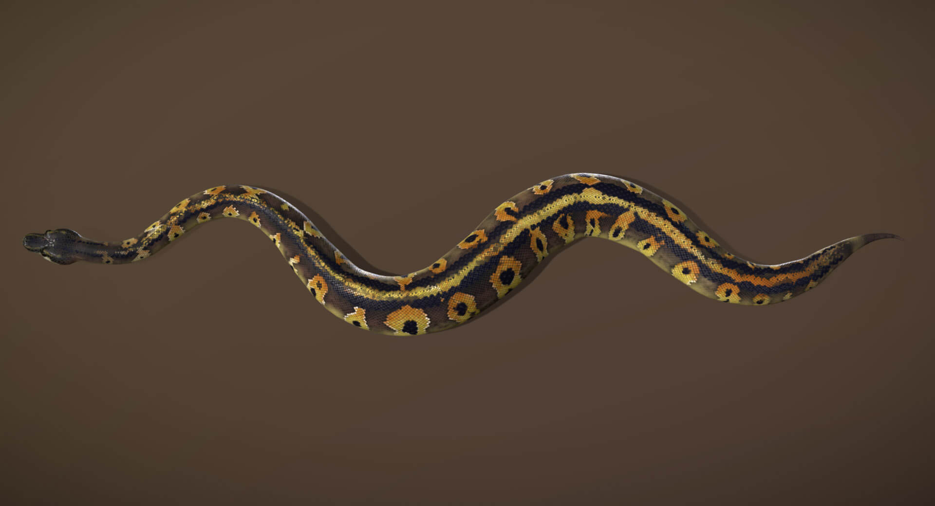 Blackhead Ball Python 3D Model by Nestaeric