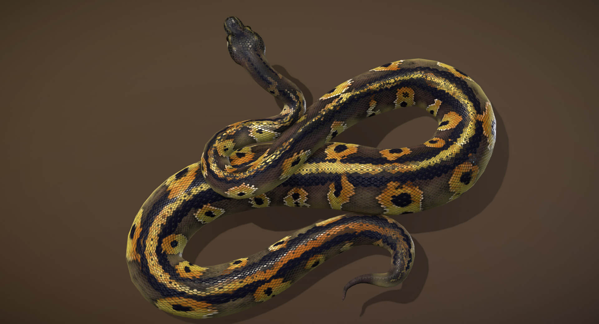 Blackhead Ball Python 3D Model by Nestaeric