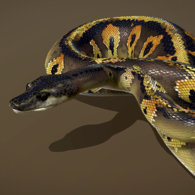 Blackhead Ball Python 3D Model by Nestaeric