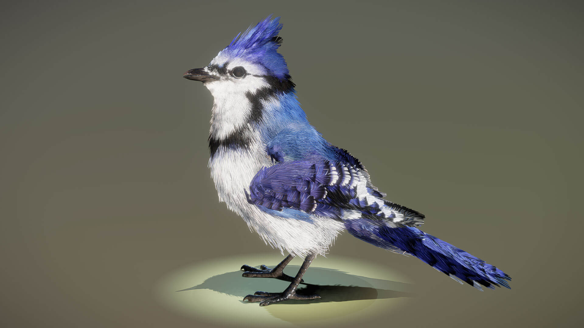 Blue Jay 3D Model by Nestaeric